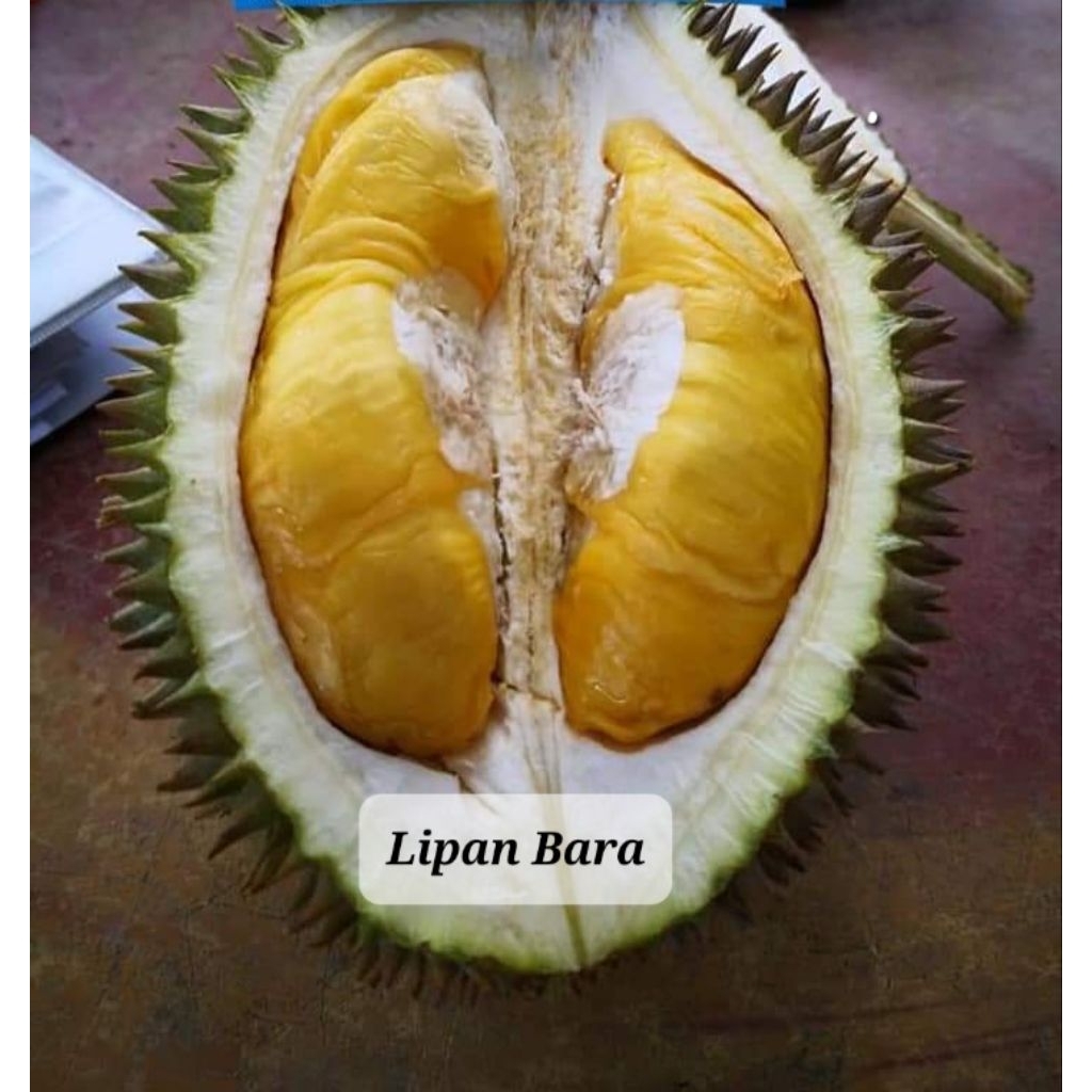 Pokok Durian Rare Lioan Bara💥💥💥 | Shopee Malaysia