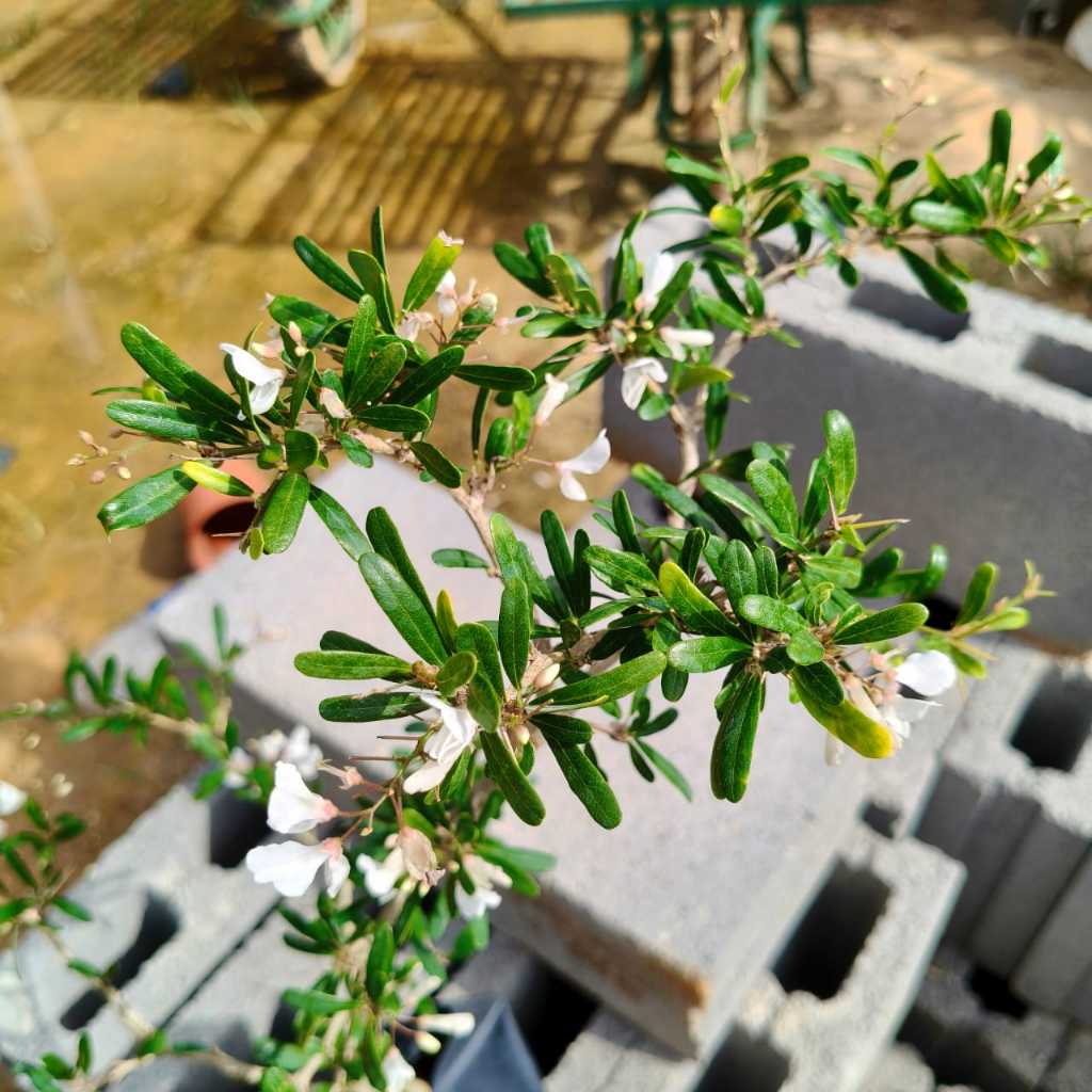 MOVEE - Vietnam Blue Bell Bonsai 越南凌珊 (LinhSam) White flower | Shopee ...