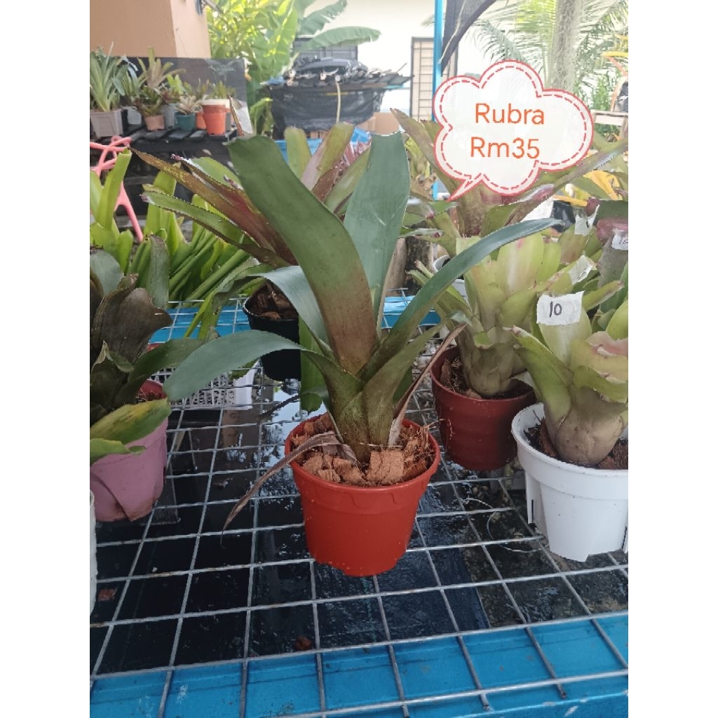 Bromeliad Alcantarea Imperialis Rubra | Shopee Malaysia