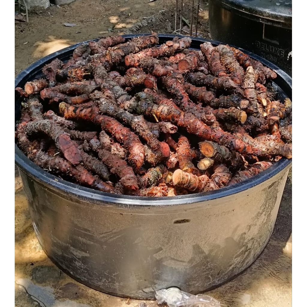 [ Ready Stok ] 1 KG UBI GEGELI FRESH UTK DINIAGAKAN (stok 120kg ...
