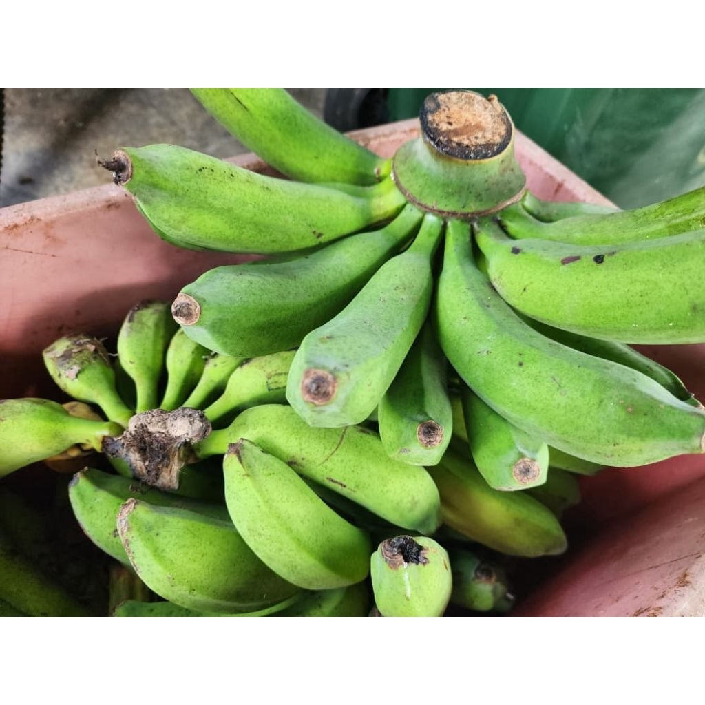 [1KG] Buah Pisang Raja Segar dari Dusun Pauh Putra Perlis | Shopee Malaysia