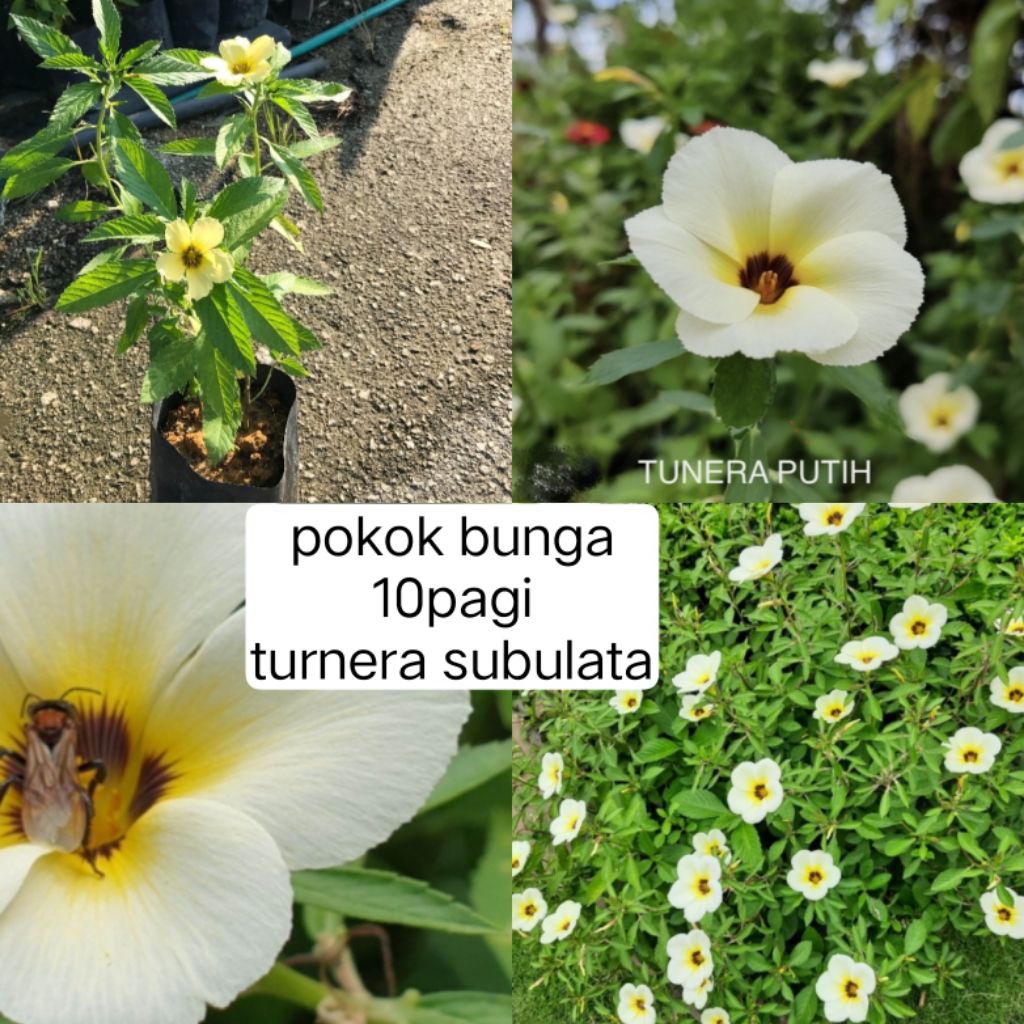 pokok turnera bunga putih turnera subulata kembang pukul 8pagi | Shopee ...