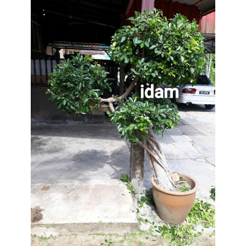 Pokok Bunut/ Ficus Gold/ Pokok Lanscape/ Bonsai / Hiasan laman | Shopee ...