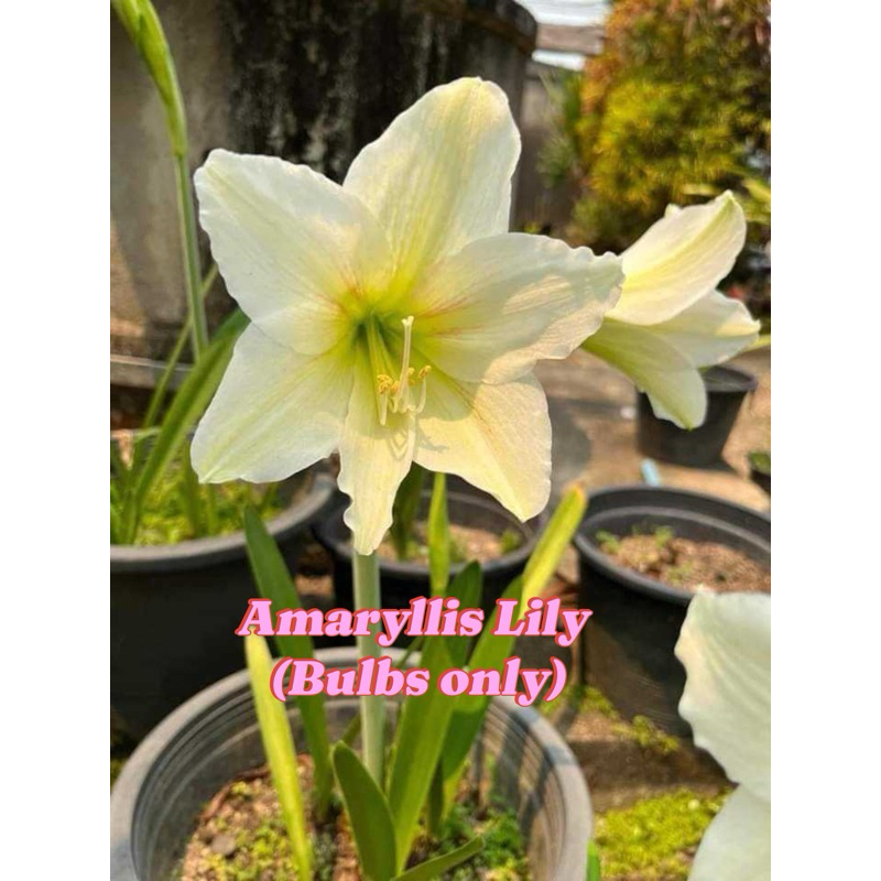 Bebawang Amaryllis/Thailand Amaryllis (Bulbs/Bebawang sahaja) Ready ...