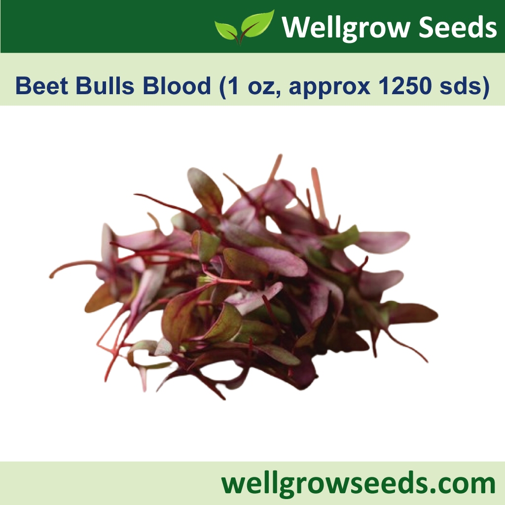 Beet Bulls Blood (1oz, ≈1250 sds) 牛血红甜菜 Microgreen Seeds Wellgrow Seeds ...