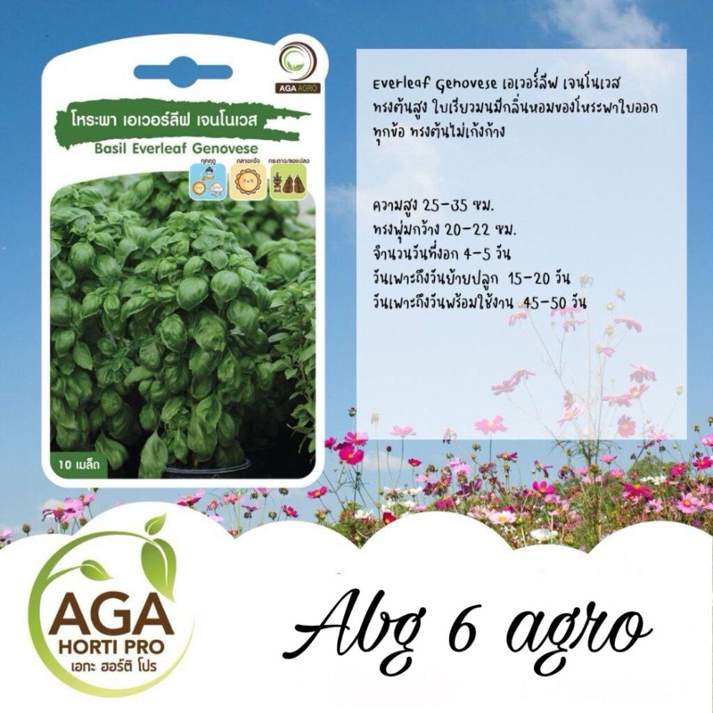 10 Biji Benih Daun Basil Everleaf Genovese / Daun Basil Italy / Daun ...