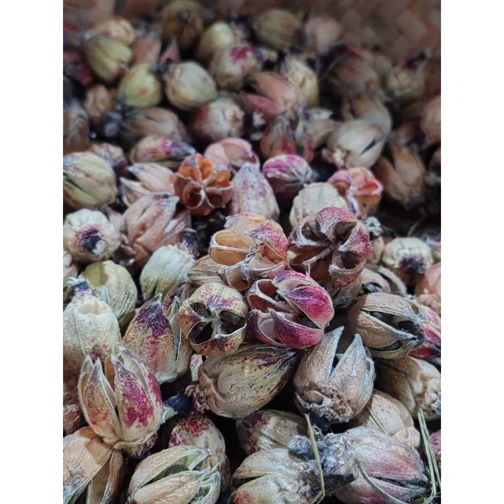 Roselle/Ribena Flower Seeds/洛神花玫瑰茄种子/Biji Benih Bunga Rosel | Shopee ...