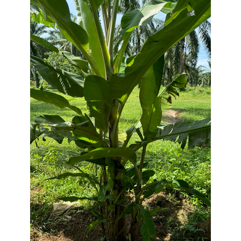 Sulur besar - Pokok Pisang 40 Hari - Pisang Boyan - Pisang Lemak Manis ...