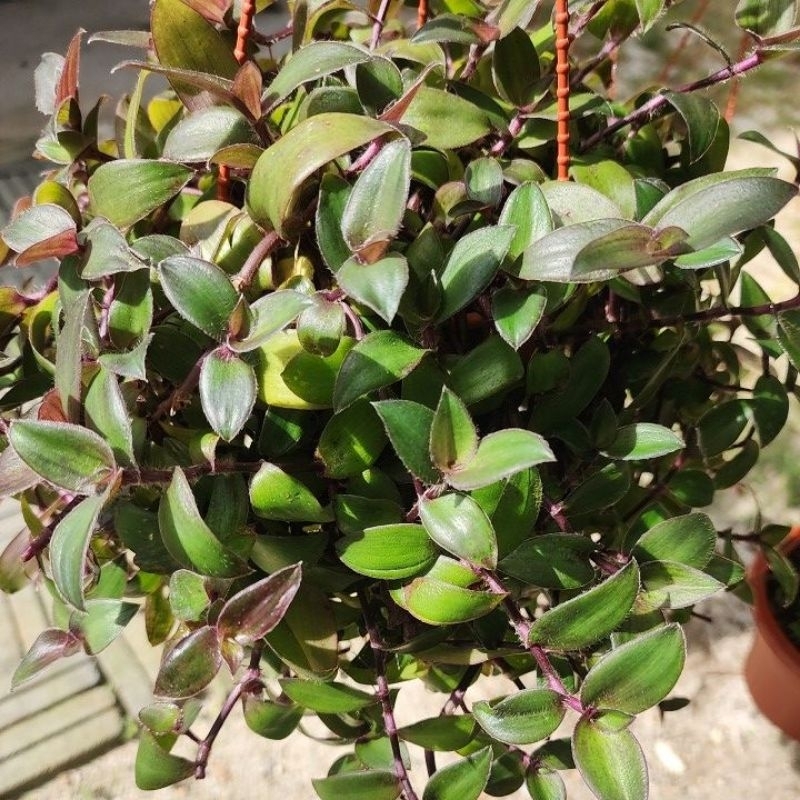 Anak Pokok Telinga Kera | Shopee Malaysia