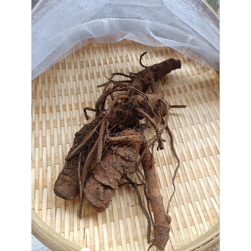 🔥🔥VIRAL UBI GELI FRESH DARI LADANG🔥🔥(utk sakit buah pinggang/gout/kecut peranakan/sembelit ...