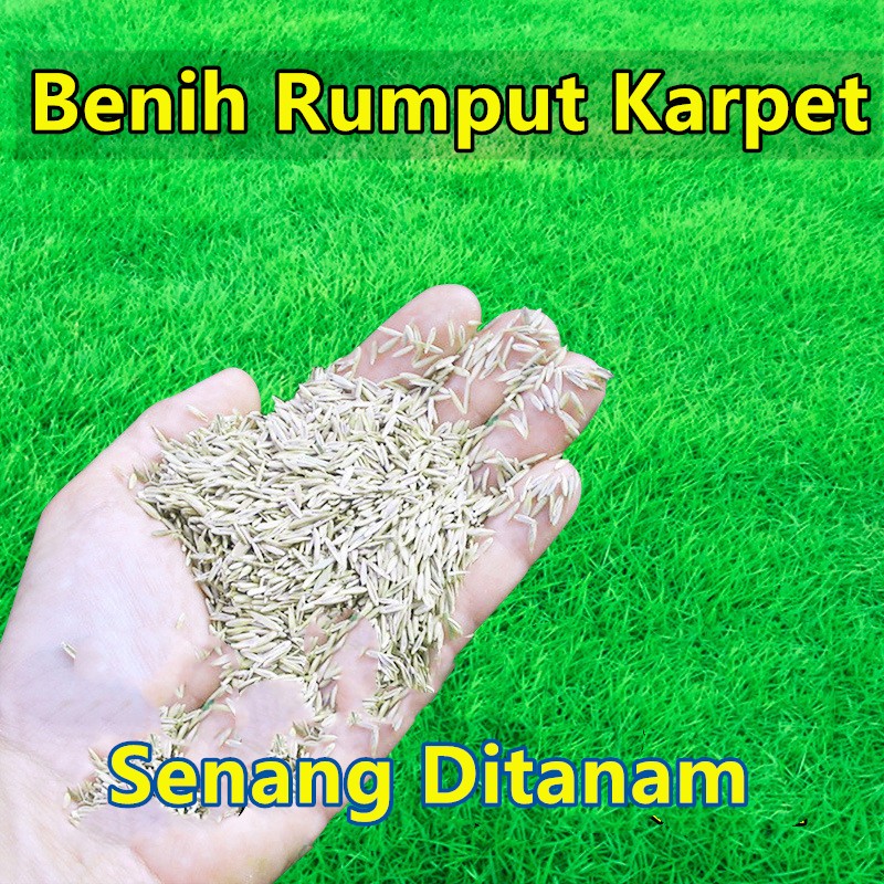 500pcs ++ Benih Rumput Karpet/ Carpet Grass Seeds/Green Grass Seeds ...