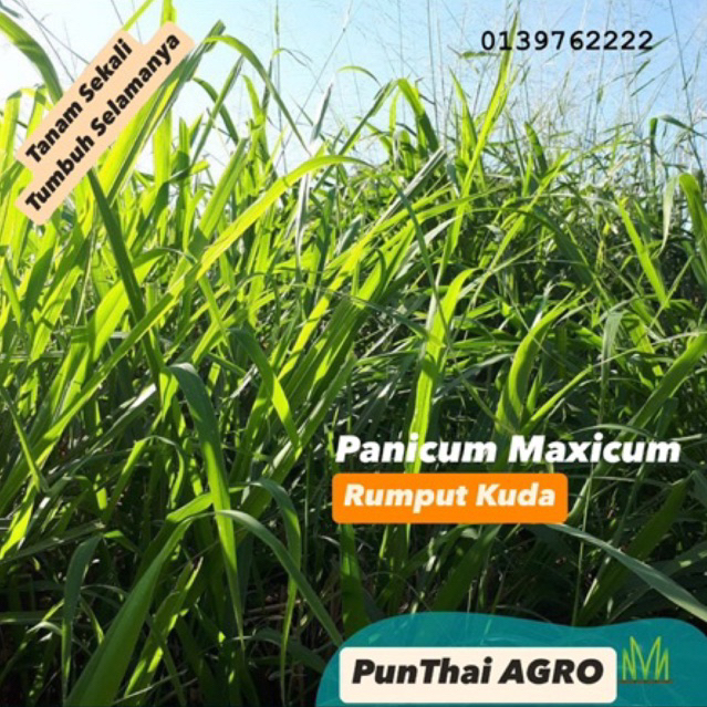 100gram Biji Rumput Mun River Panicum Maximun Rumput Kuda Lembu Kambing ...