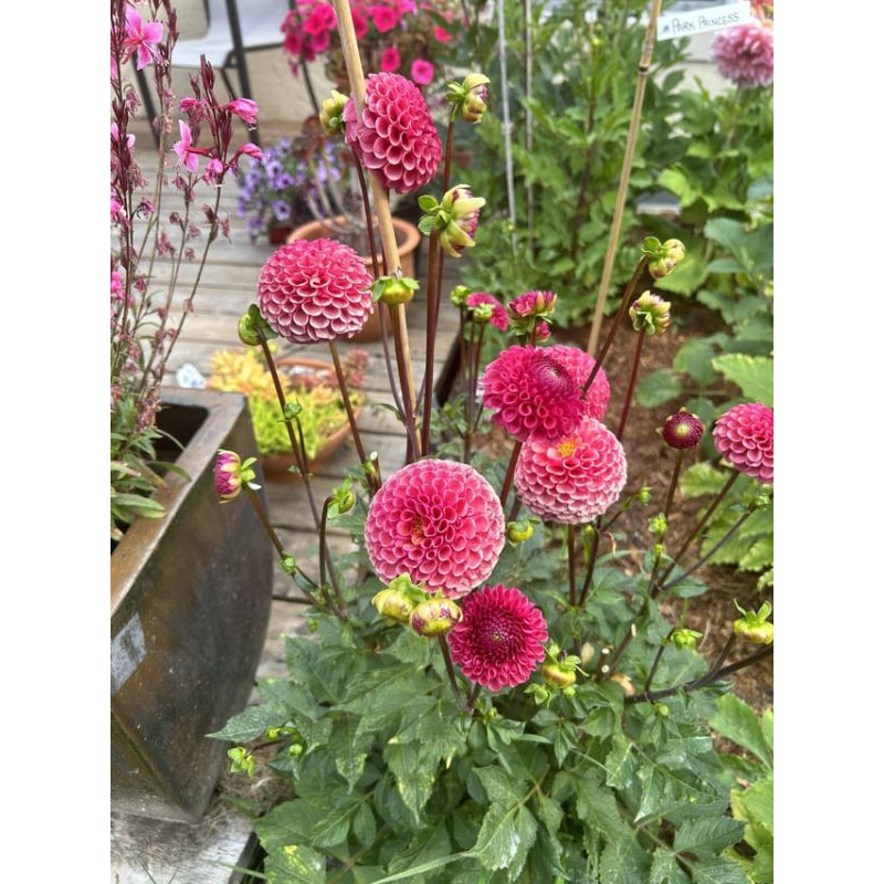 Mission Gypsy Pink Dahlia 20 seeds | Shopee Malaysia