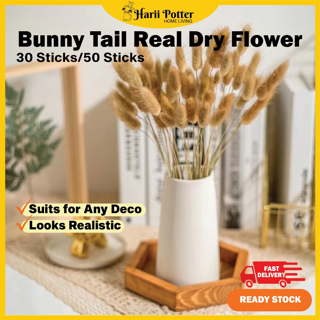 Bunny Tail Real Dried Flower Bunga Kering Rabbit Tail Dry Preserved ...