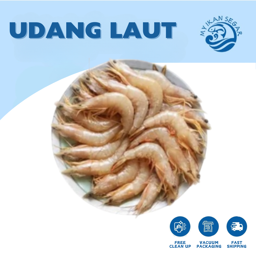 UDANG LAUT 1KG S/M/L FRESH PRAWN UDANG SEGAR UDANG MURAH FRESH BARANG ...