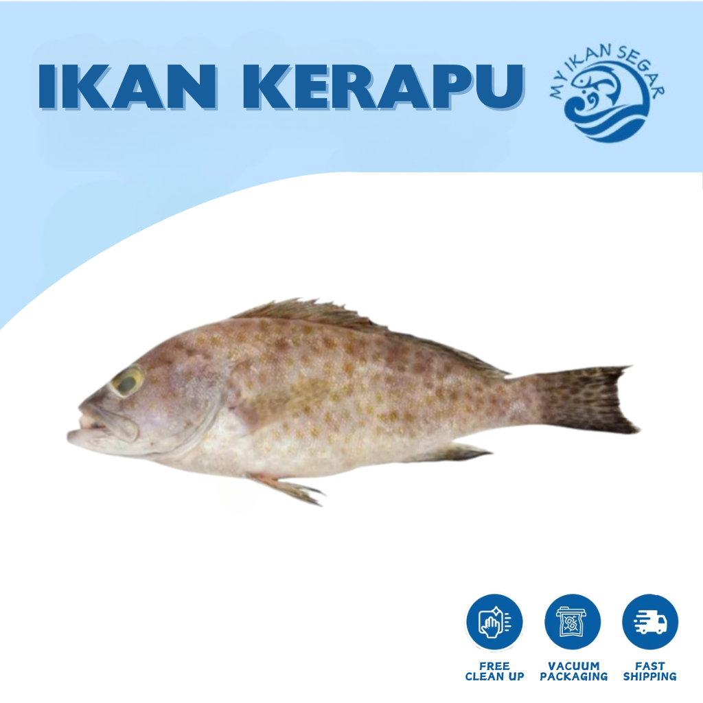 IKAN KERAPU (SIAP SIANG & BERSIH ) / FILLET / STEAK GROUPER FISH IKAN ...