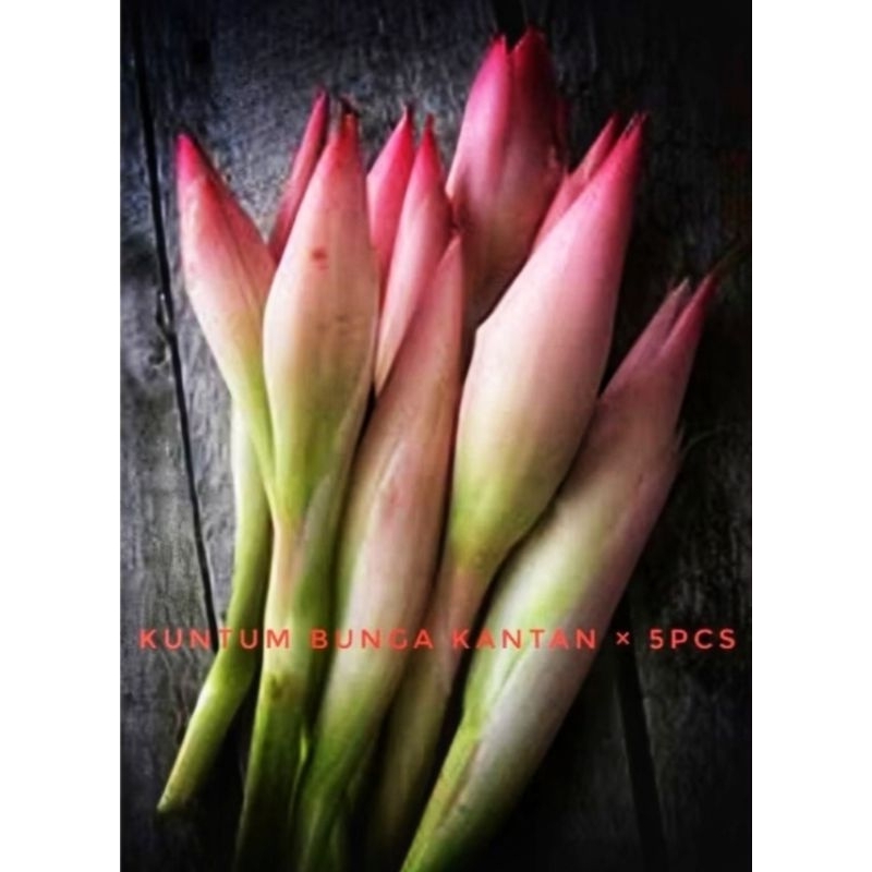 5 kuntum bunga kantan segar Pink/Putih (untuk masakan) - Dari Parit ...