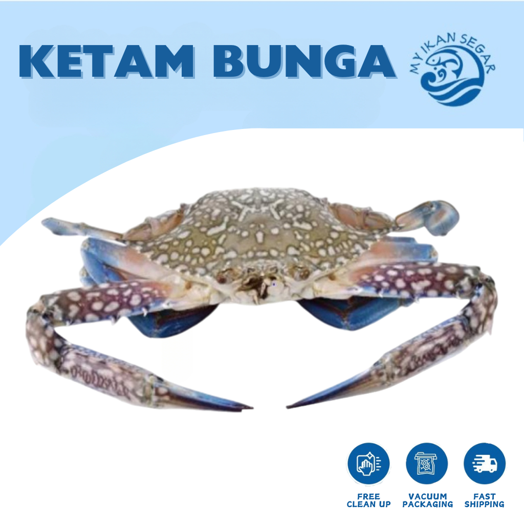 KETAM BUNGA 1KG (SIAP SIANG & CUCI) KETAM BUNGA SEAFOOD FROZEN FRESH ...