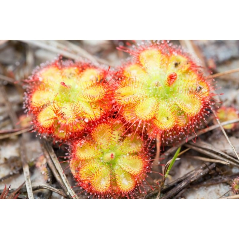 🔥Carnivorous Plant🔥 Drosera Burmannii - Terrarium / Paludarium ...
