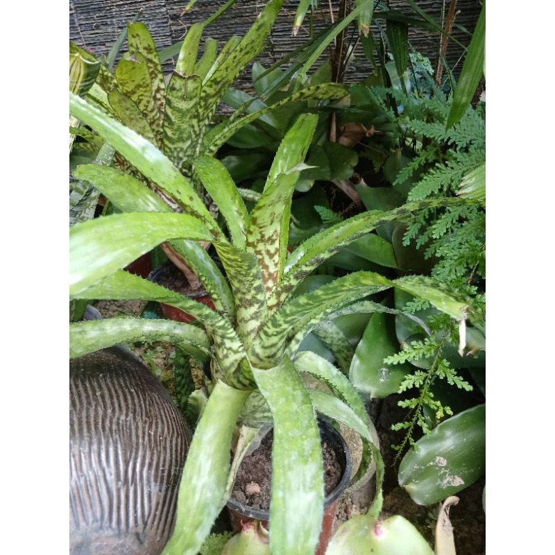 bromeliad,aechmea,samurai | Shopee Malaysia