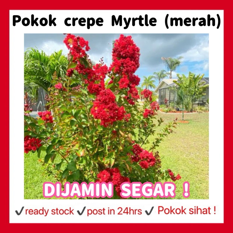 RINA • pokok crepe Myrtle ( merah ) • lagerstroemia indica bunga live ...