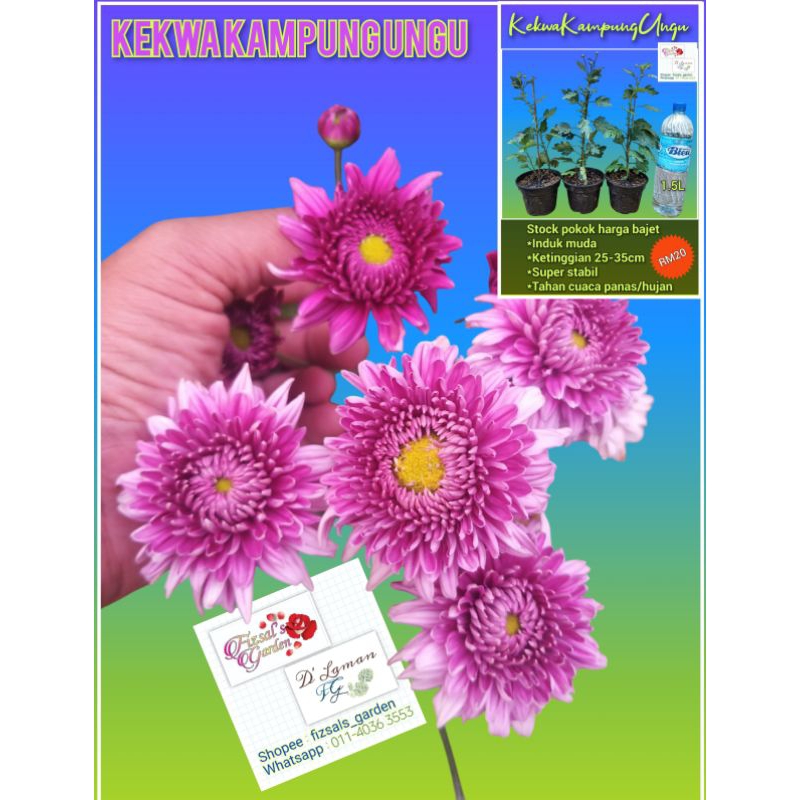 KEKWA KAMPUNG UNGU (PURPLE) pokok induk muda (ada yang dah berkudup ...