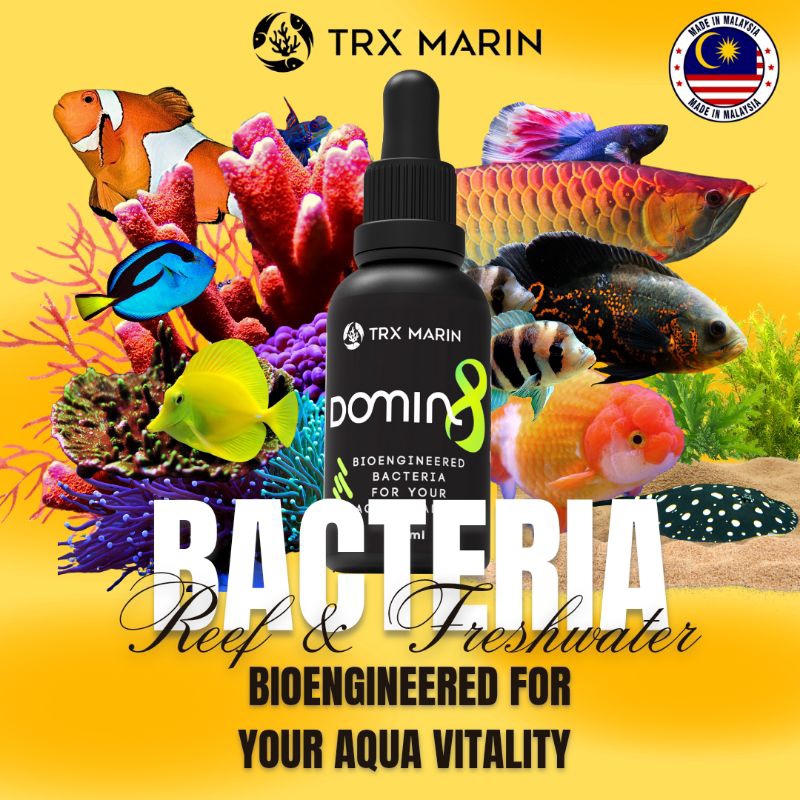 DOMIN8 BACTERIA | ULTRA CRYSTAL CLEAR WATER PENJERNIH AIR PSB PROBIOTIC ...