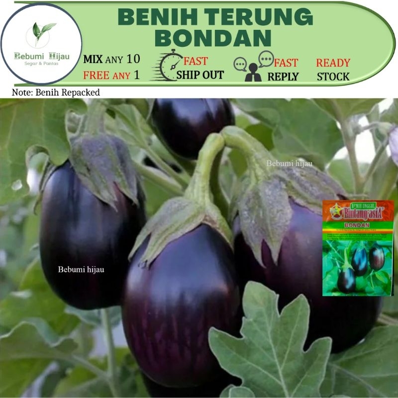 8 pcs benih TERUNG UNGU BONDAN terung botol ungu brinjal seeds | Shopee ...