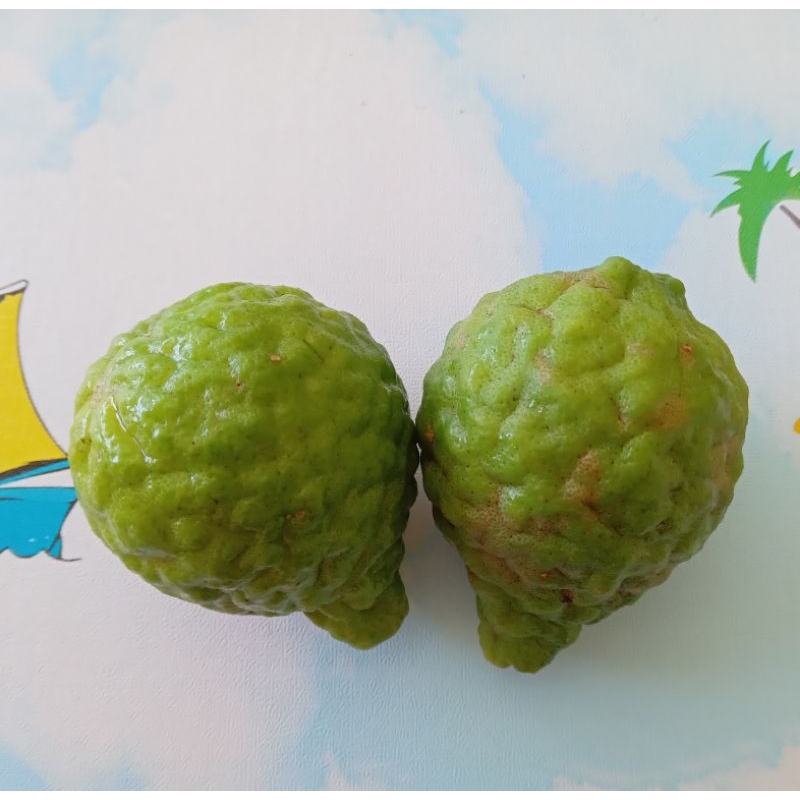 Anak Pokok Limau Pulut | Shopee Malaysia