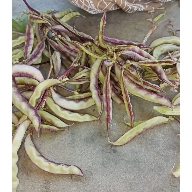 3 pcs biji benih Koro uceng/koli avarai seed/avarekai seed | Shopee ...