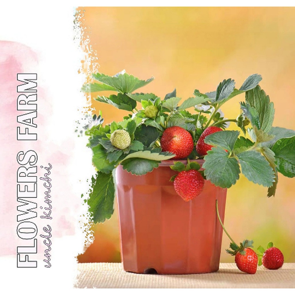 Strawberry Plant Red & White Fruit / Pokok Strawberry Merah Putih 红草莓 ...