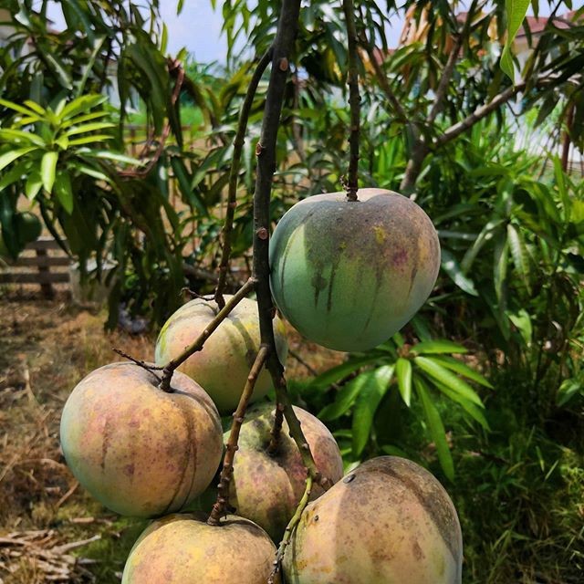 POKOK MANGGA EPAL HYBRID | Shopee Malaysia