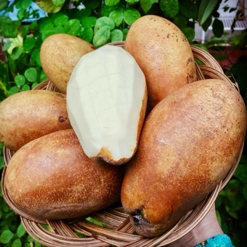 🔥RARE🔥 POKOK BINJAI (MANIS) / Dendahan Tree / Malaysian Mango ...