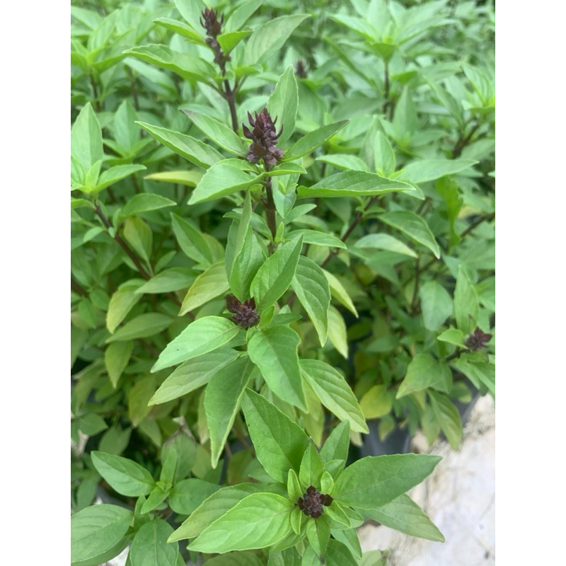 Selasih / Thai Basil dalam polybag | Shopee Malaysia