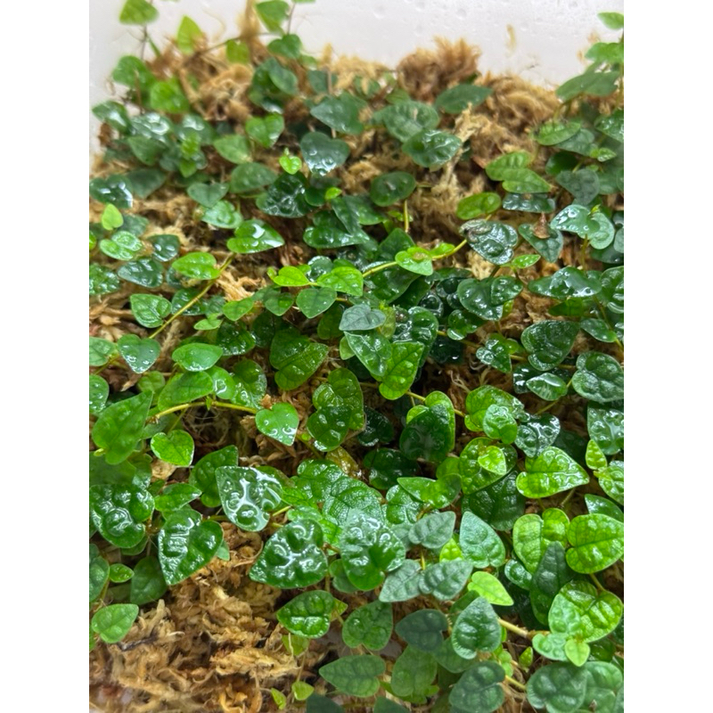 (BUY1FREE1) Ficus Pumila minima (Terrarium Rare Plant) | Shopee Malaysia