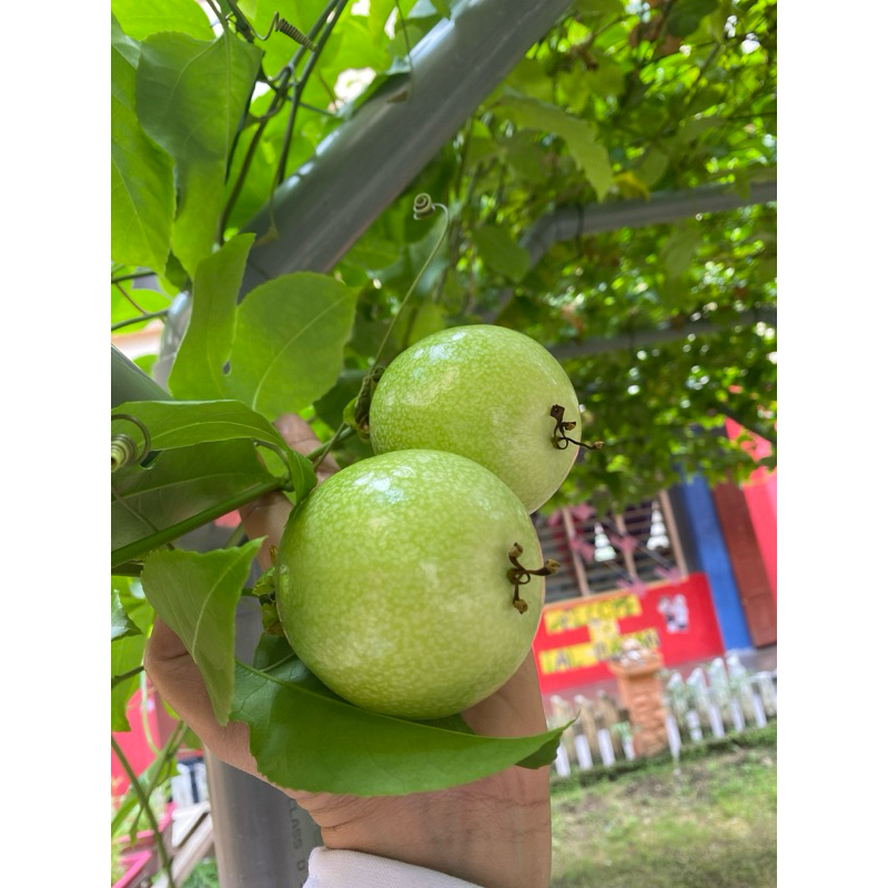 ANAK POKOK MARKISA KUNING | Shopee Malaysia