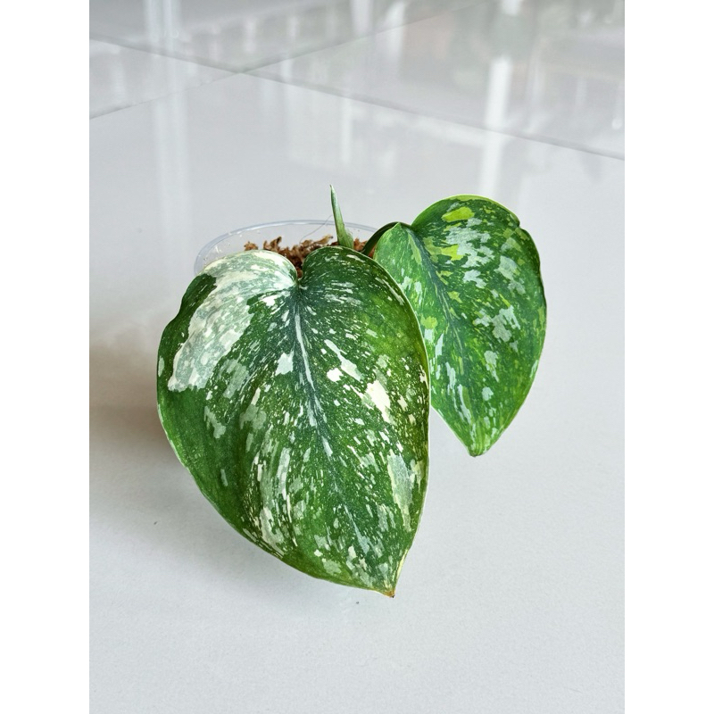 🪐 [PLNTPLANET] Scindapsus Baticon 💛GOOD GENE💛 | Shopee Malaysia