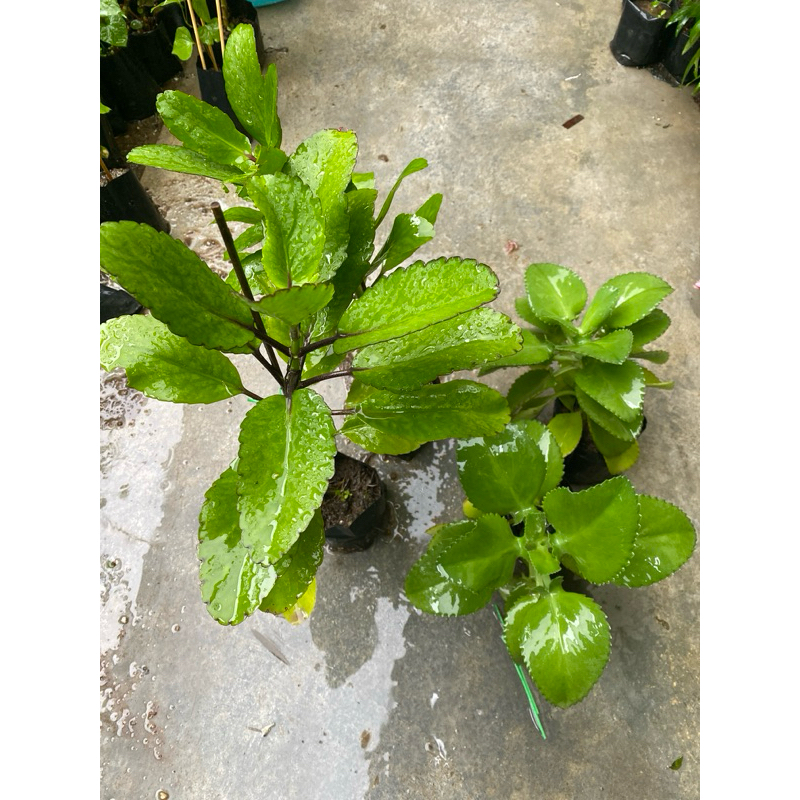 DUA JENIS POKOK SETAWAR DALAM POLIBEG | Shopee Malaysia