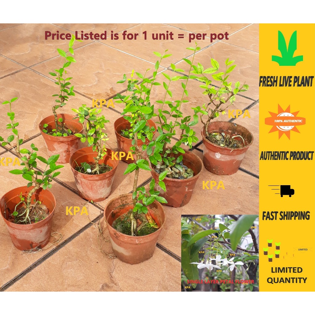 *SALE* Wrightia Religiosa 'Single' | Water Jasmine, Shui Mei, Jeliti ...