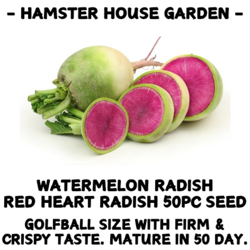 HSK [50pc] WATERMELON RADISH/ROUND RED HEART CHERRY RADISH SEED/LOBAK ...