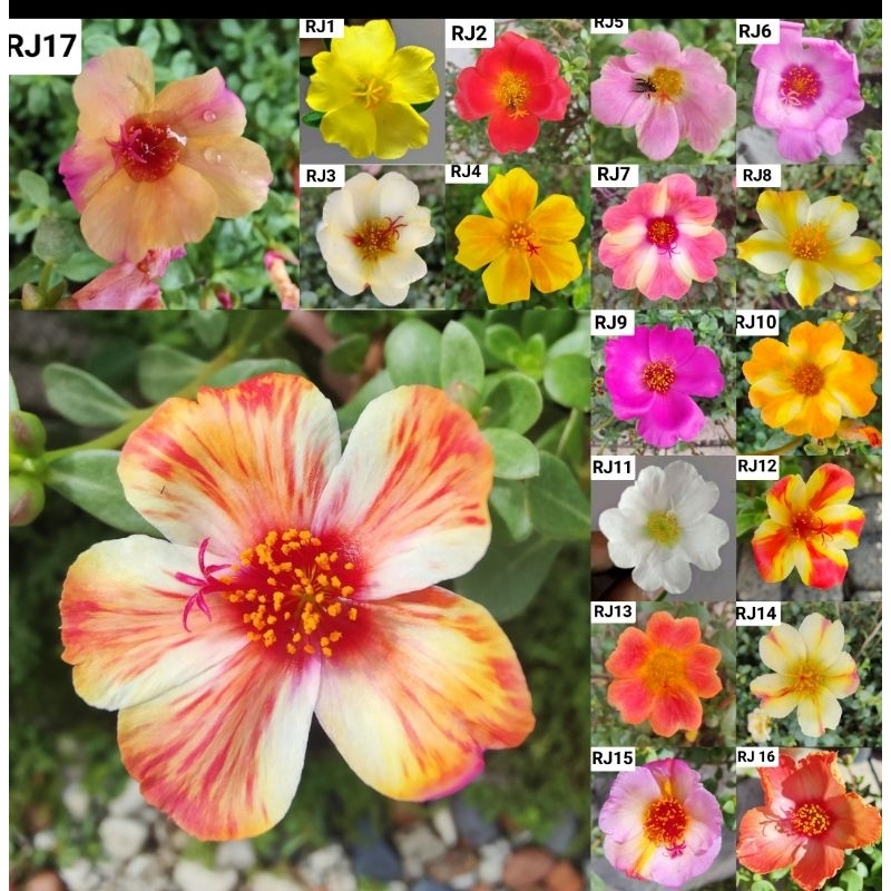 🌷🌷 70 Keratan Potong Mix Color Bunga Ros Jepun Jenis Duna (10 random ...