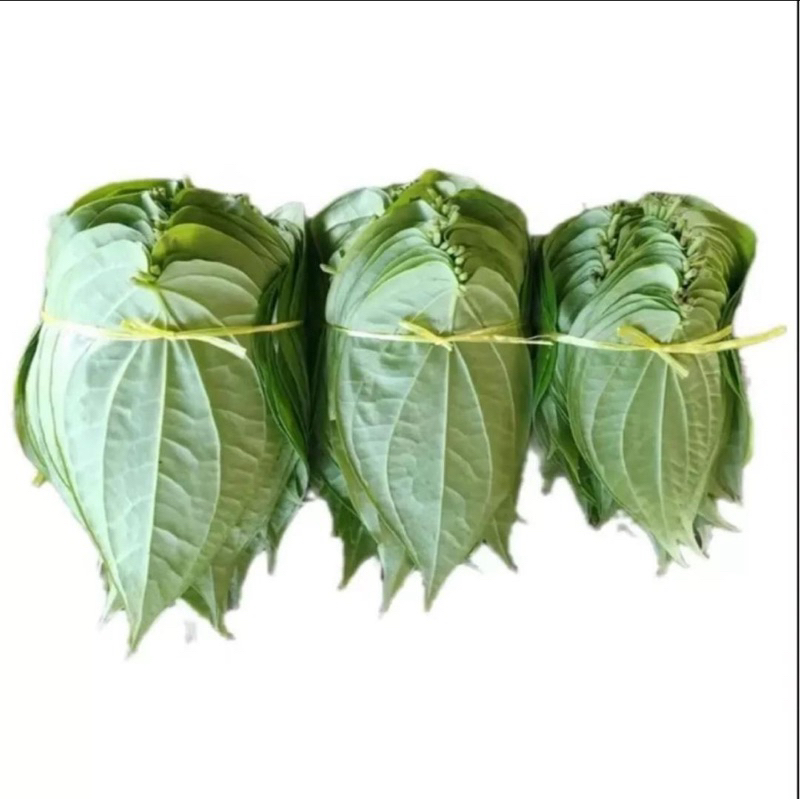 DAUN SIRIH SEGAR / BETEL LEAF (100 pcs) / Food / Cooking / bathing ...