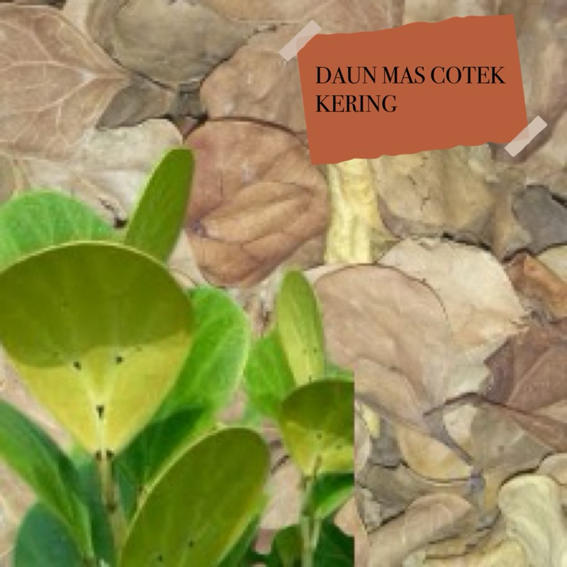 DAUN MAS COTEK/TABAT BARITO KERING 100g | Shopee Malaysia