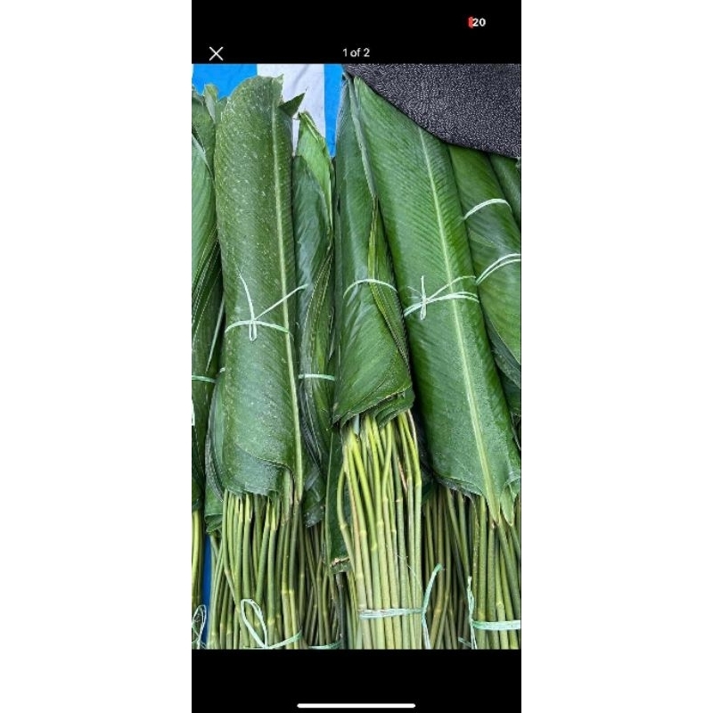 DAUN LEREK 12 HELAI KHAS UNTUK LEMANG | Shopee Malaysia