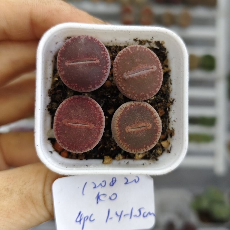 Lithops Kokerboom KO 生石花 屁屁 | Shopee Malaysia