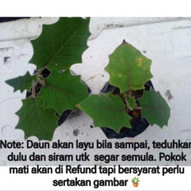 Anak pokok terung Asam | terung bulu |terung dayak | Shopee Malaysia