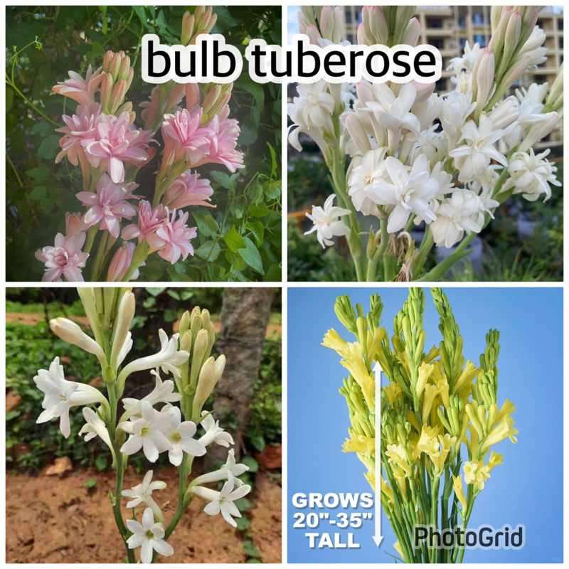bulb tuberose ( bawang ) bunga harum sundal malam Polianthes tuberosa ...