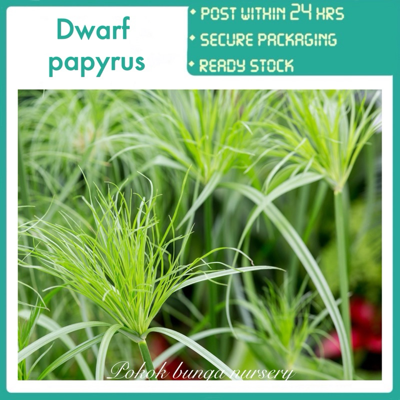PBN - dwarf papyrus - cyperus umbrella rumput kolam aquatic pond plant ...