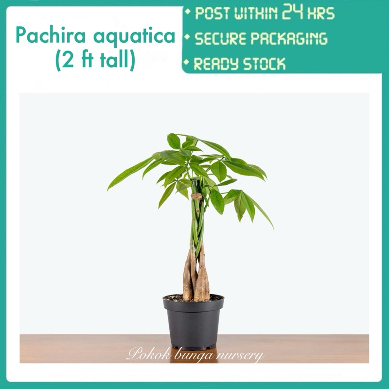 PBN - Pachira aquatica (2 ft tall) - money tree lucky indoor outdoor ...