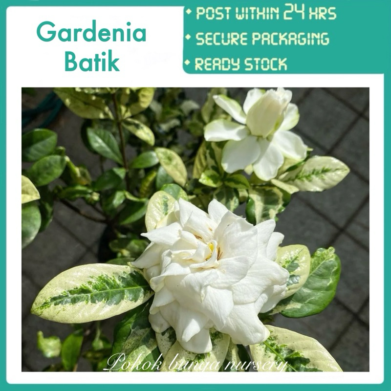 PBN - gardenia batik - jasminoides variegated Pokok bunga nursery white ...